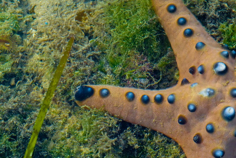 Closeup Shot of a Starfish with Blue Dots in the Ocean Stock Photo ...