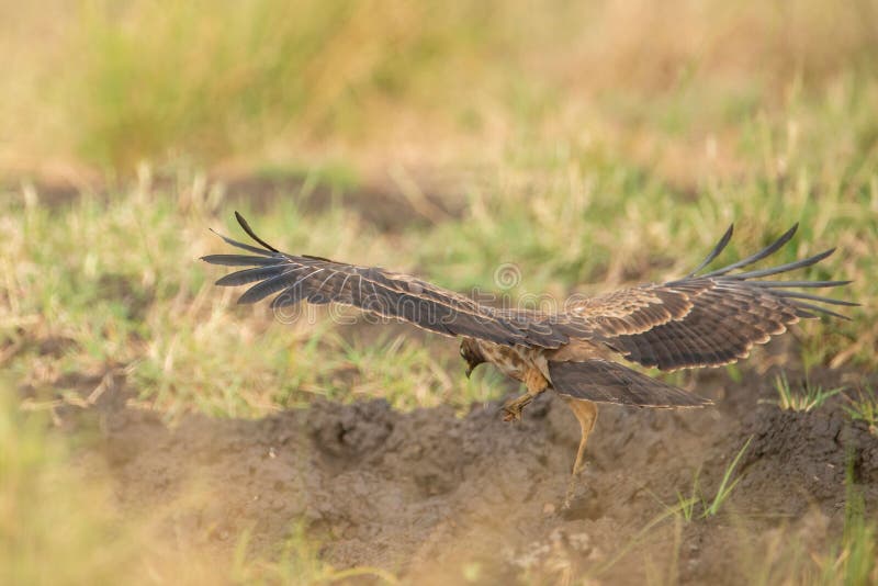 Closeup Shot of a Steppe Eagle with Spread Wings in Kruger National ...