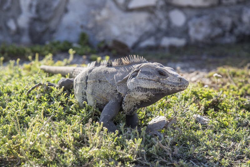 Stone Lizard stock photo. Image of monument, desert, ancient - 320766