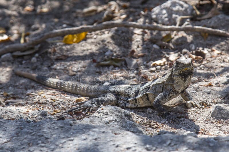 Stone Lizard stock photo. Image of monument, desert, ancient - 320766