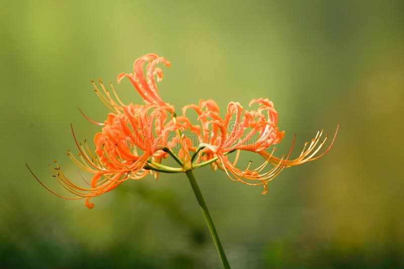 Closeup Shot of a Striking Red Spider Lily Flower Stock Photo - Image ...
