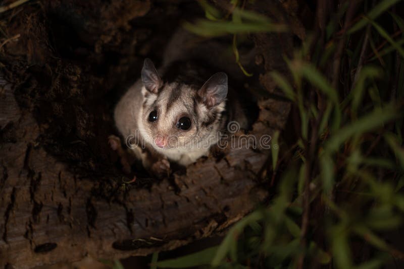 Closeup Shot of a Sugar Glider, Petaurus Breviceps in Australia Stock ...