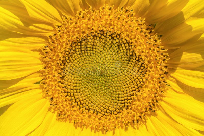 Closeup Shot of a Sunflower Head. Fibonacci Sequence Pattern Stock ...