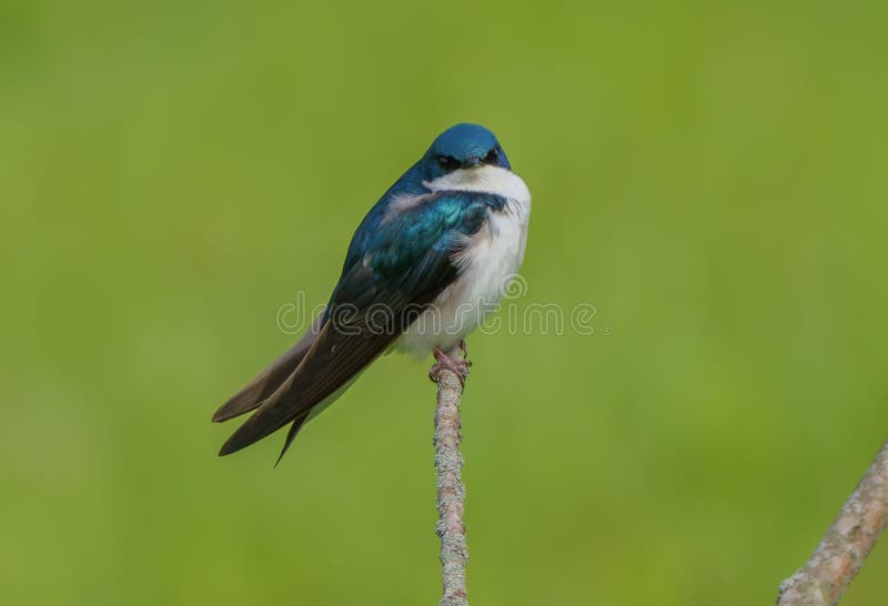 Closeup Shot of a Swallow Bird on a Tree Branch Stock Photo - Image of ...