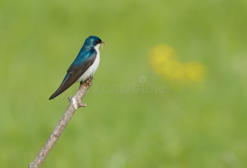 Closeup Shot of a Swallow Bird on a Tree Branch Stock Photo - Image of ...