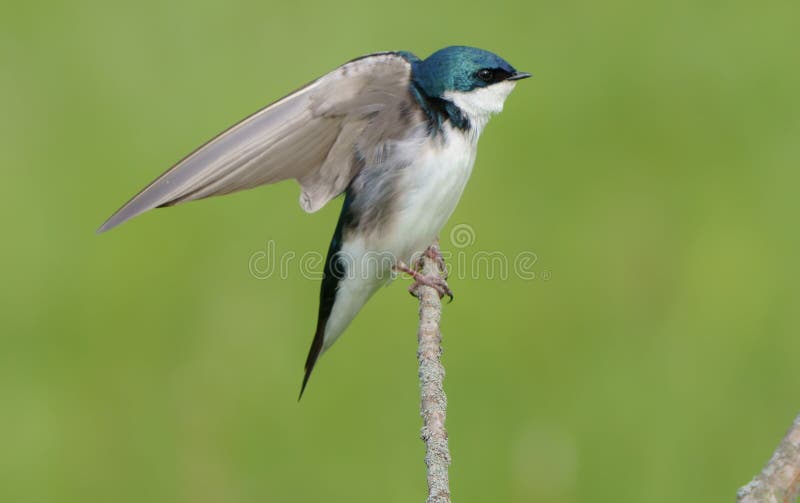 Closeup Shot of a Swallow Bird on a Tree Branch Stock Image - Image of ...