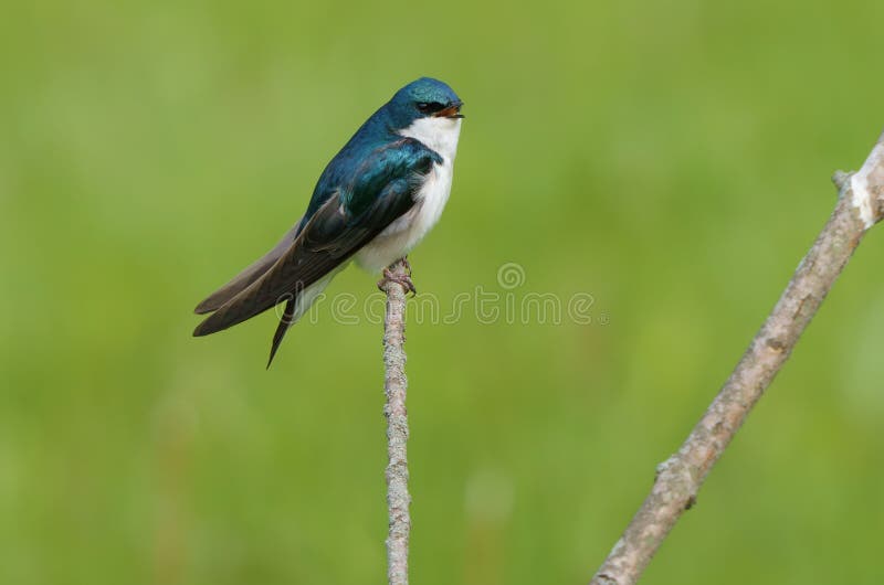 Closeup Shot of a Swallow Bird on a Tree Branch Stock Image - Image of ...