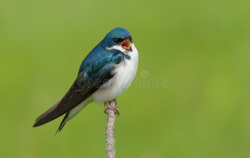 Closeup Shot of a Swallow Bird on a Tree Branch Stock Photo - Image of ...