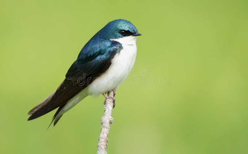Closeup Shot of a Swallow Bird on a Tree Branch Stock Photo - Image of ...