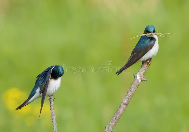 Closeup Shot of a Swallow Birds on a Tree Branch Stock Photo - Image of ...