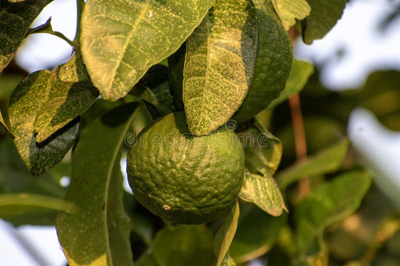 Closeup Shot of Sweet Lemon/Citrus Limetta Fruit Growing on Tree Stock ...