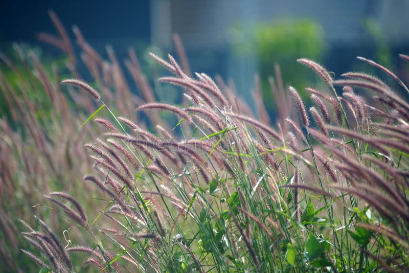 Closeup Shot of Sweetgrass in a Field Stock Image - Image of closeup ...