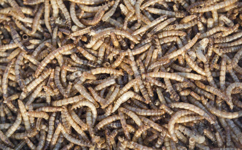 Closeup of Cow Manure Fuel Paddies Stock Photo - Image of earthen ...