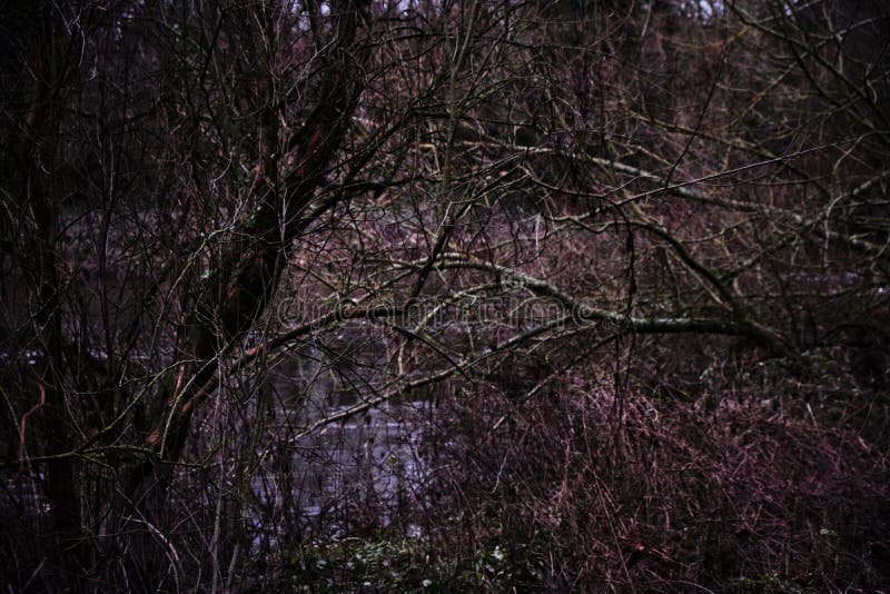 Closeup Shot of Tangled Tree S Branches in a Forest Stock Image - Image ...