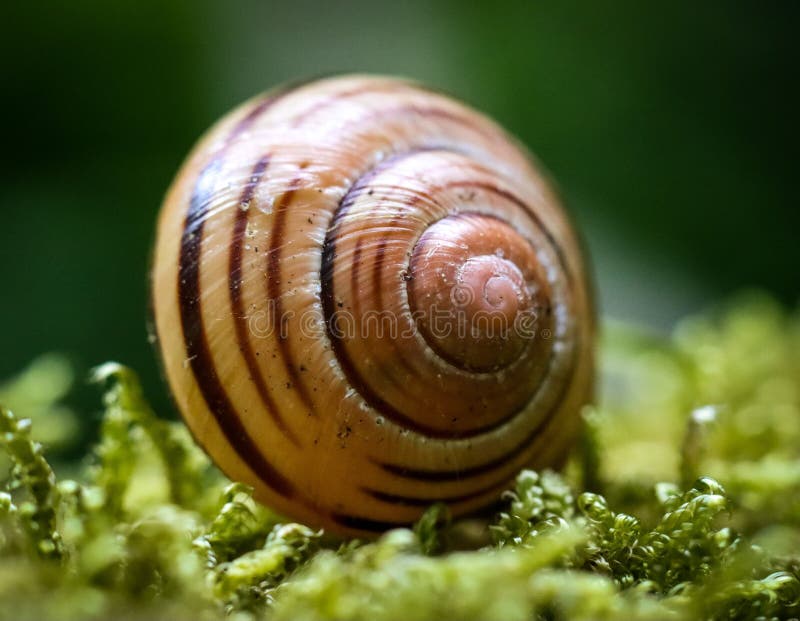 Closeup Shot of a Texture of a Snail Shell Stock Photo - Image of ...
