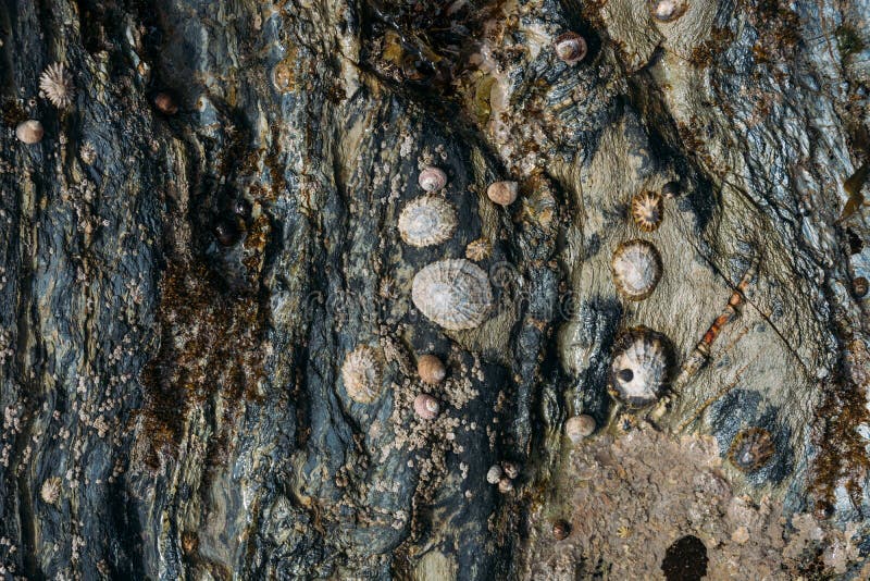 Closeup Shot of a Textured Black Rock Surface with Shells Stock Image ...