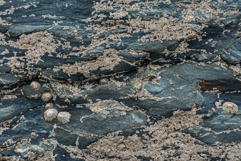 Closeup Shot of a Textured Black Rock Surface with Shells Stock Photo ...