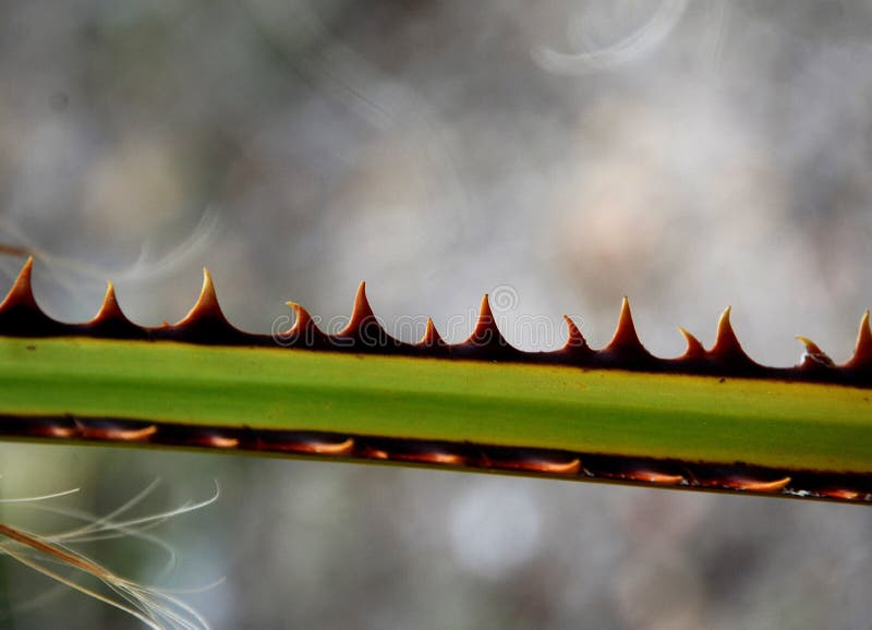 Closeup Shot of Thorns on the Stem of a Plant Stock Image - Image of ...