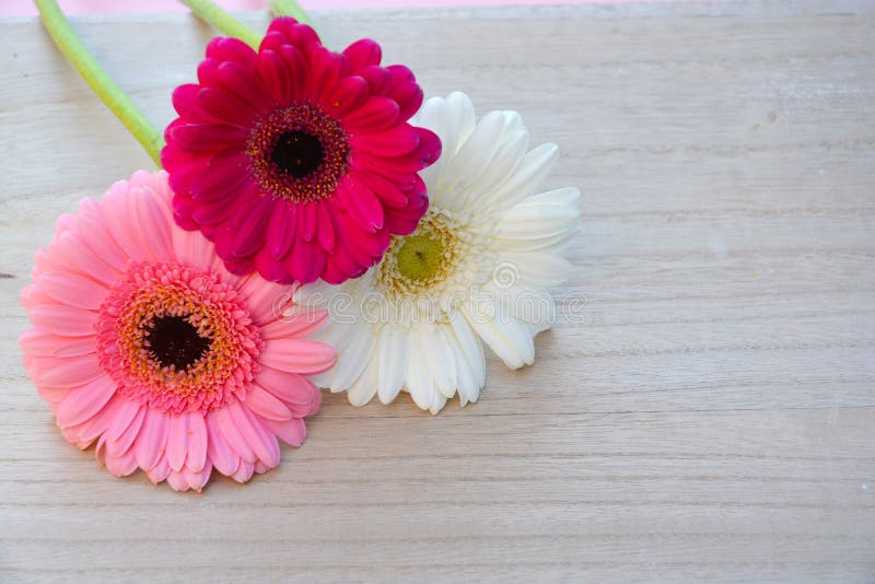 Closeup Shot of Three Different Colors of Daisy Flowers on a Wooden ...