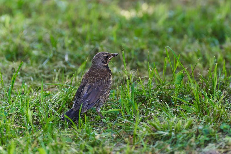 Closeup Shot of a Thrush on the Grass Stock Photo - Image of grass ...