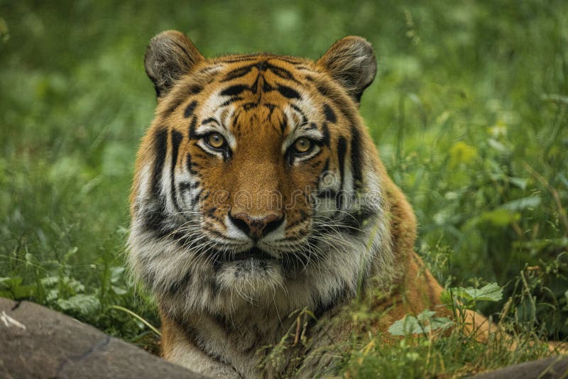 Closeup Shot of a Tiger Sitting in a Grass Field Stock Image - Image of ...