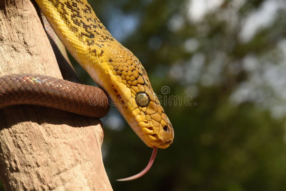 Closeup Shot of a Timor Python (Malayopython Timoriensis) Crawling on a ...