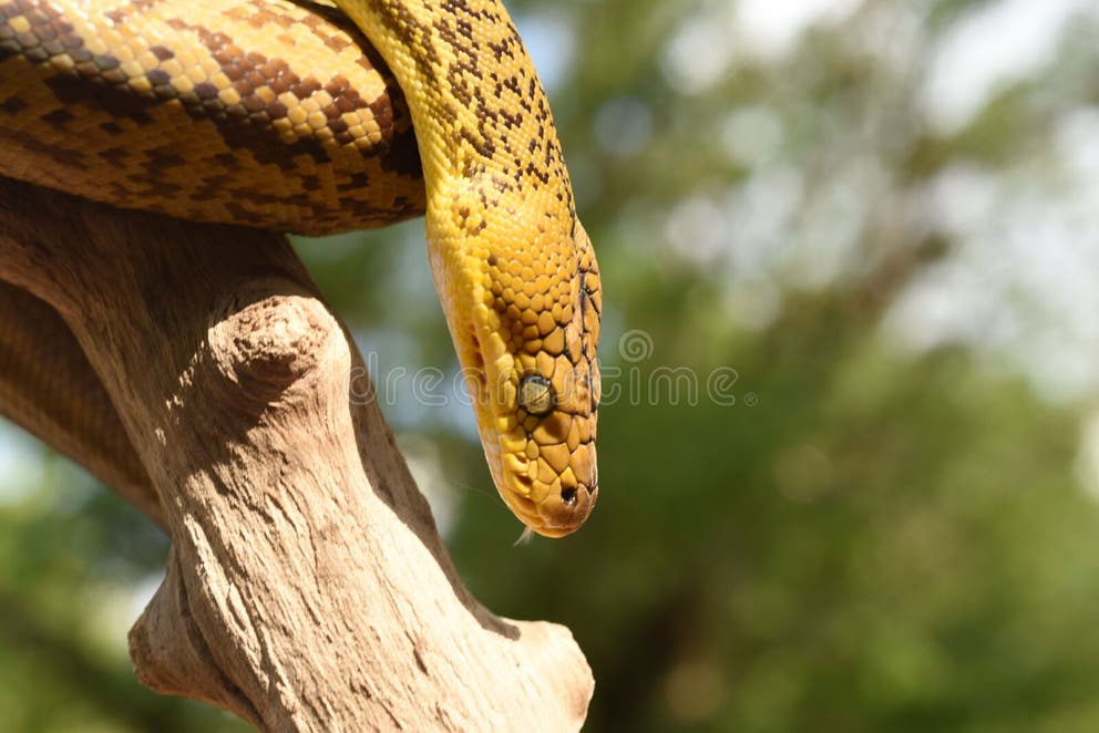 Closeup Shot of a Timor Python (Malayopython Timoriensis) Crawling on a ...