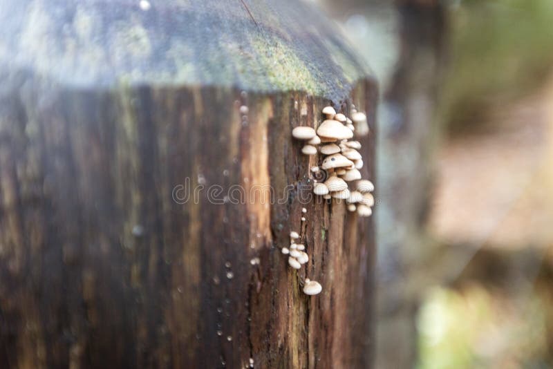 Closeup Shot of Tiny Conks on a Tree Bark in the New Forest, Near ...