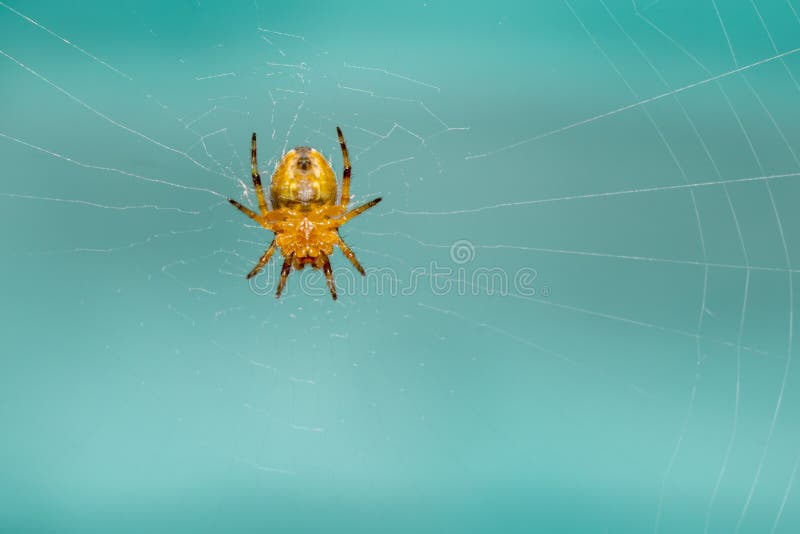 Closeup Shot of a Tiny Garden Spider on a Web Stock Image - Image of ...