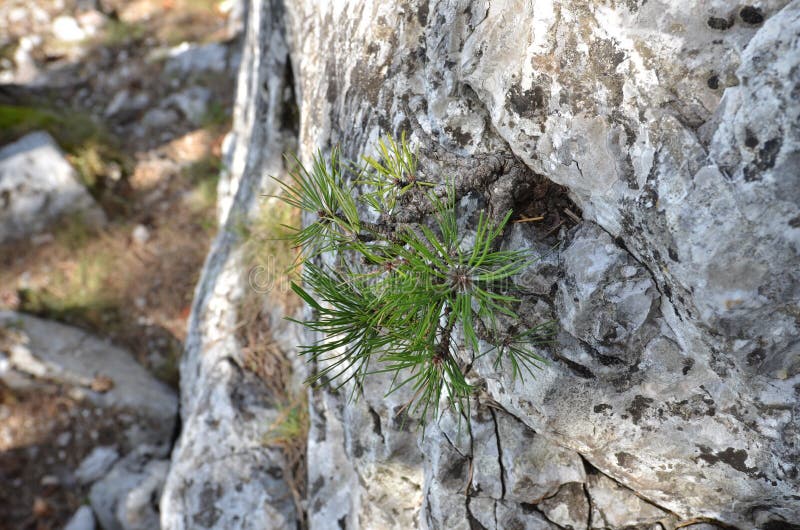 Tiny Pine Tree Growing on the Mountain Rock. Bonsai Inspiration. Stock ...