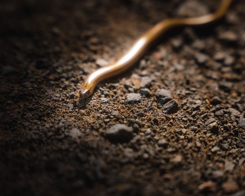 Closeup Shot of a Tiny Snake Crawling on the Ground Stock Photo - Image ...