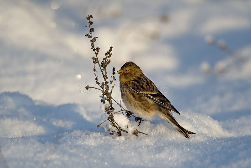 Closeup Shot of a Tiny Twite (Linaria Flavirostris) in Snow Stock Image ...