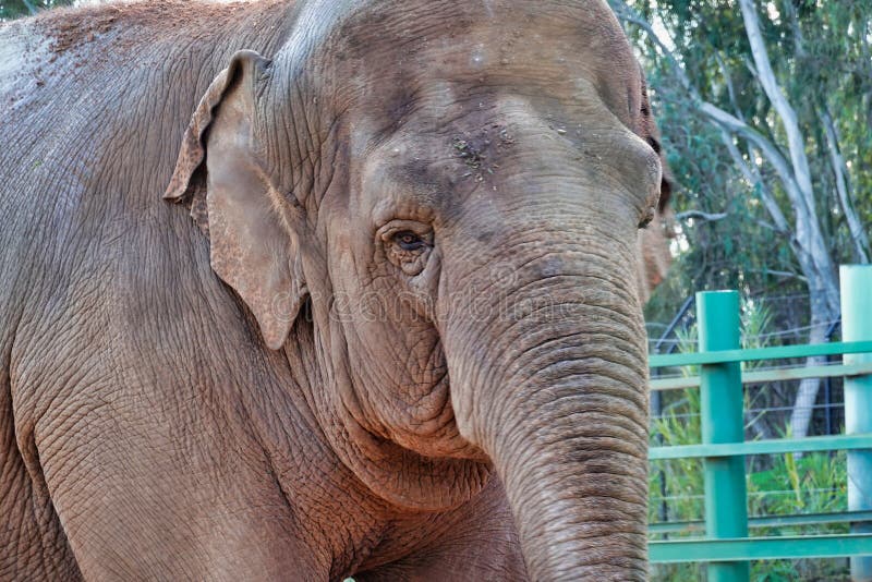 Closeup Shot of a Tired Elephant Face Stock Image - Image of closeup ...