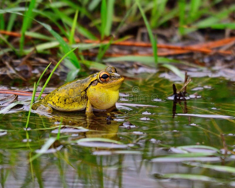 Closeup Shot of a Toad in the Swamp Stock Image - Image of reptile ...