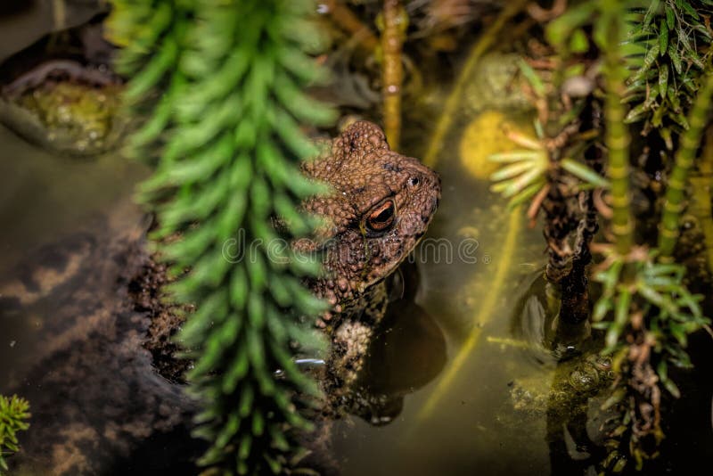 Closeup Shot of a Toad on a Swamp Stock Image - Image of beauty, nature ...