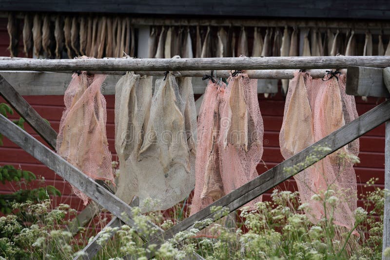 Closeup Shot of the Traditional Fish Drying Process Stock Photo - Image ...