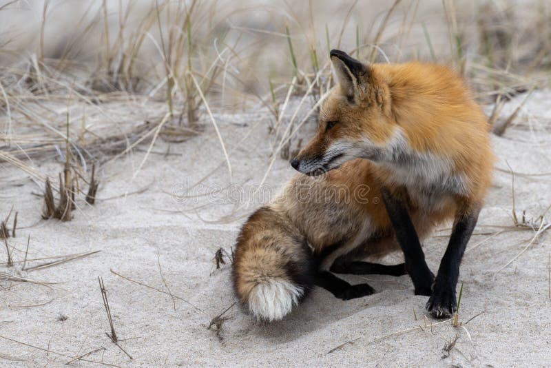 Montane Fox Stock Photos - Free & Royalty-Free Stock Photos from Dreamstime