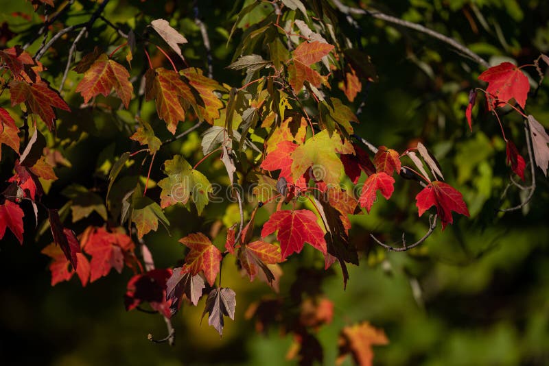 Closeup Shot of the Tree Leaves Turning into the Fall Colors in the ...
