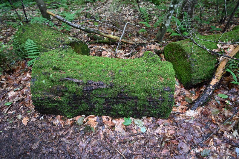 Closeup Shot of Tree Logs Covered with Moss Isolated on Dry Leaves in ...