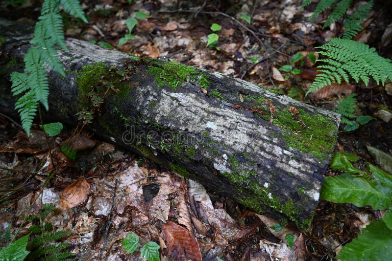 Closeup Shot of Tree Logs Covered with Moss Isolated on Dry Leaves in ...