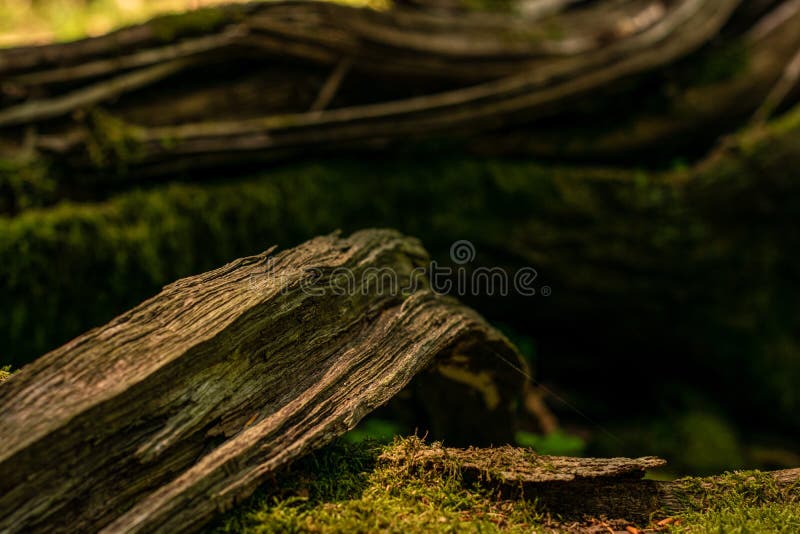 Closeup shot of tree roots stock photo. Image of texture - 234530198