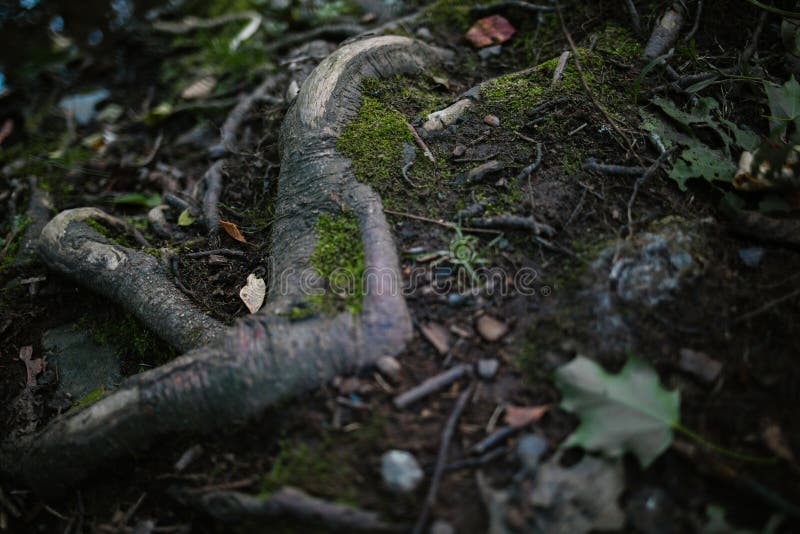 Closeup Shot of Tree Roots on the Ground Stock Photo - Image of botany ...
