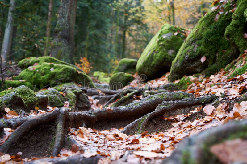 Closeup shot of tree roots and rocks covered with moss in the Black ...