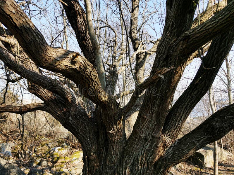 Closeup Shot of a Tree with Thick Branches in Kjerringvik, Norway Stock ...