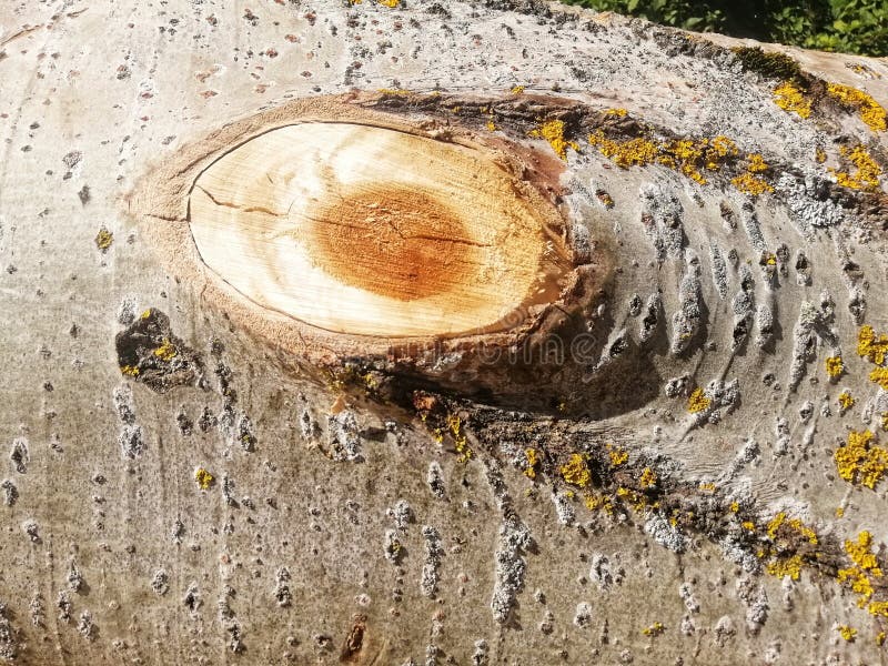 Closeup Shot of a Tree Trunk after Cutting a Branch Down Stock Photo ...