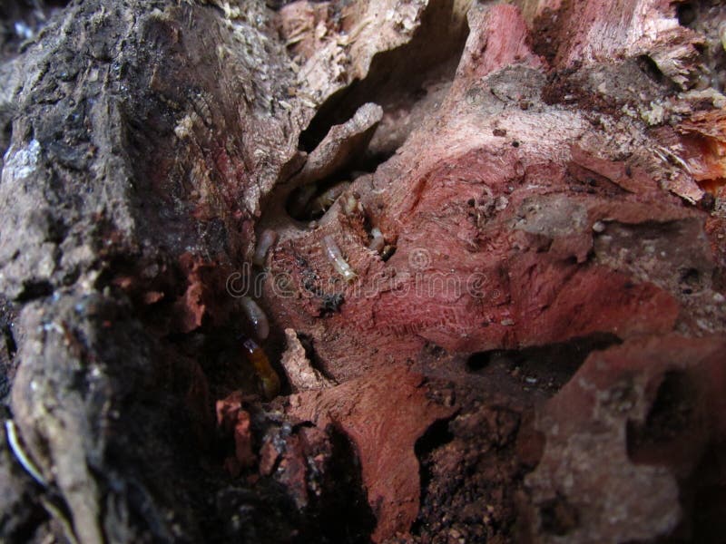 Closeup Shot of the Tree Trunk Infested with Termites Captured in Malta ...