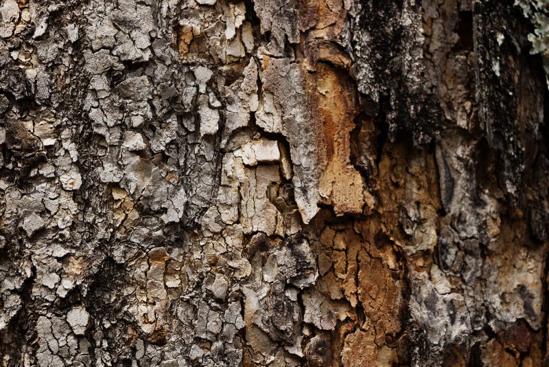 Closeup Shot of a Tree Trunk Texture - Perfect for Background or ...