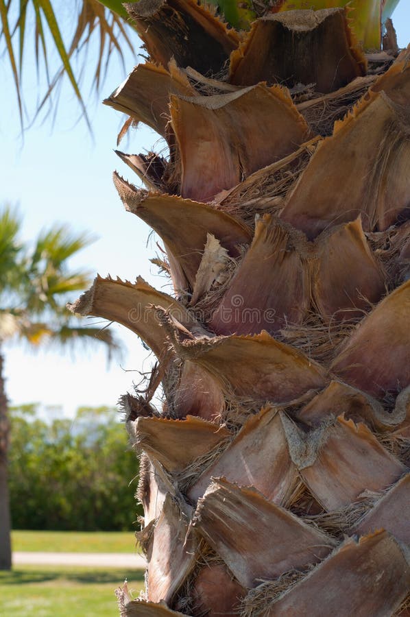 Trunk of palm tree stock image. Image of frame, bark - 30092593 Trunk of palm tree stock image. Image of frame, bark - 30092593