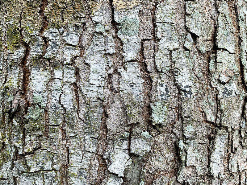 Closeup Shot of a Trunk with Patterns in Detail, Perfect for ...