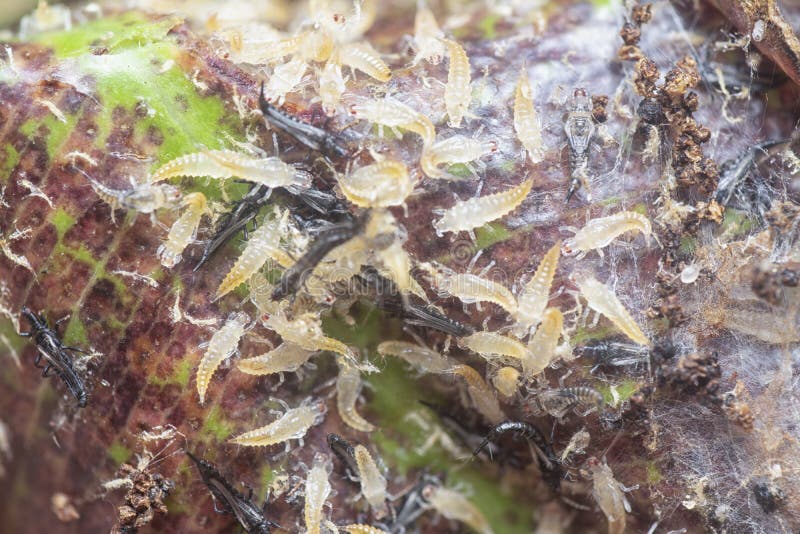 Closeup Shot of the Tube-tailed Thrips Insect. Stock Photo - Image of ...